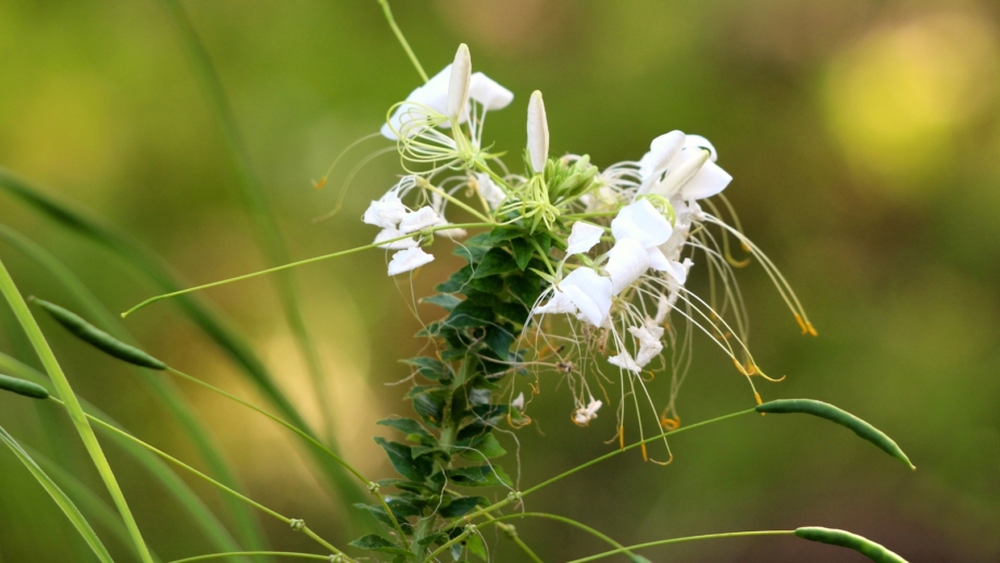 How to Plant, Grow, and Care for Cleome Flowers