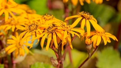 How to Plant, Grow, and Care For Ligularia