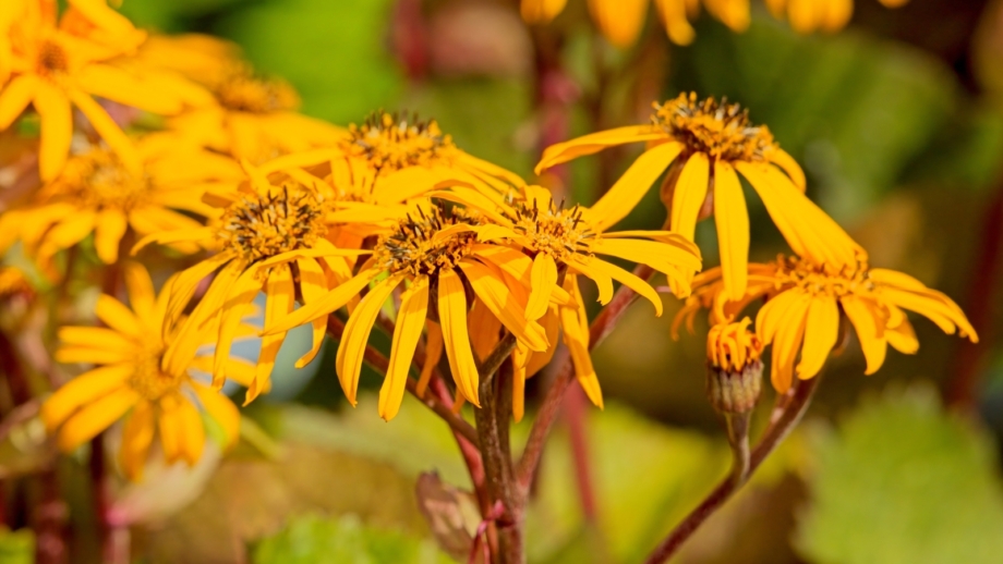 How to Plant, Grow, and Care For Ligularia