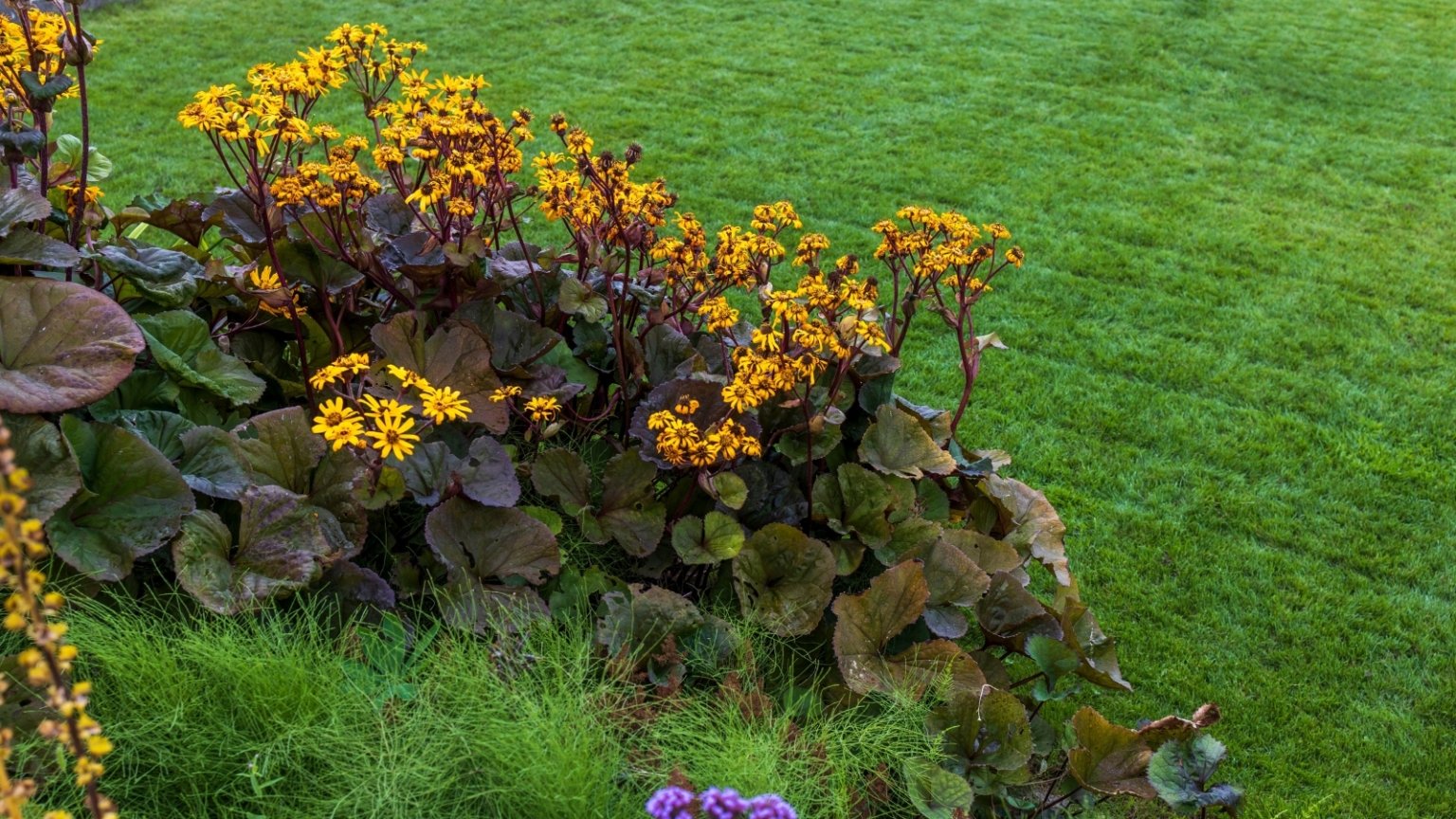 How to Plant, Grow, and Care For Ligularia