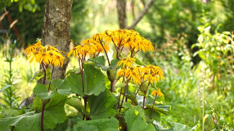 How to Plant, Grow, and Care For Ligularia