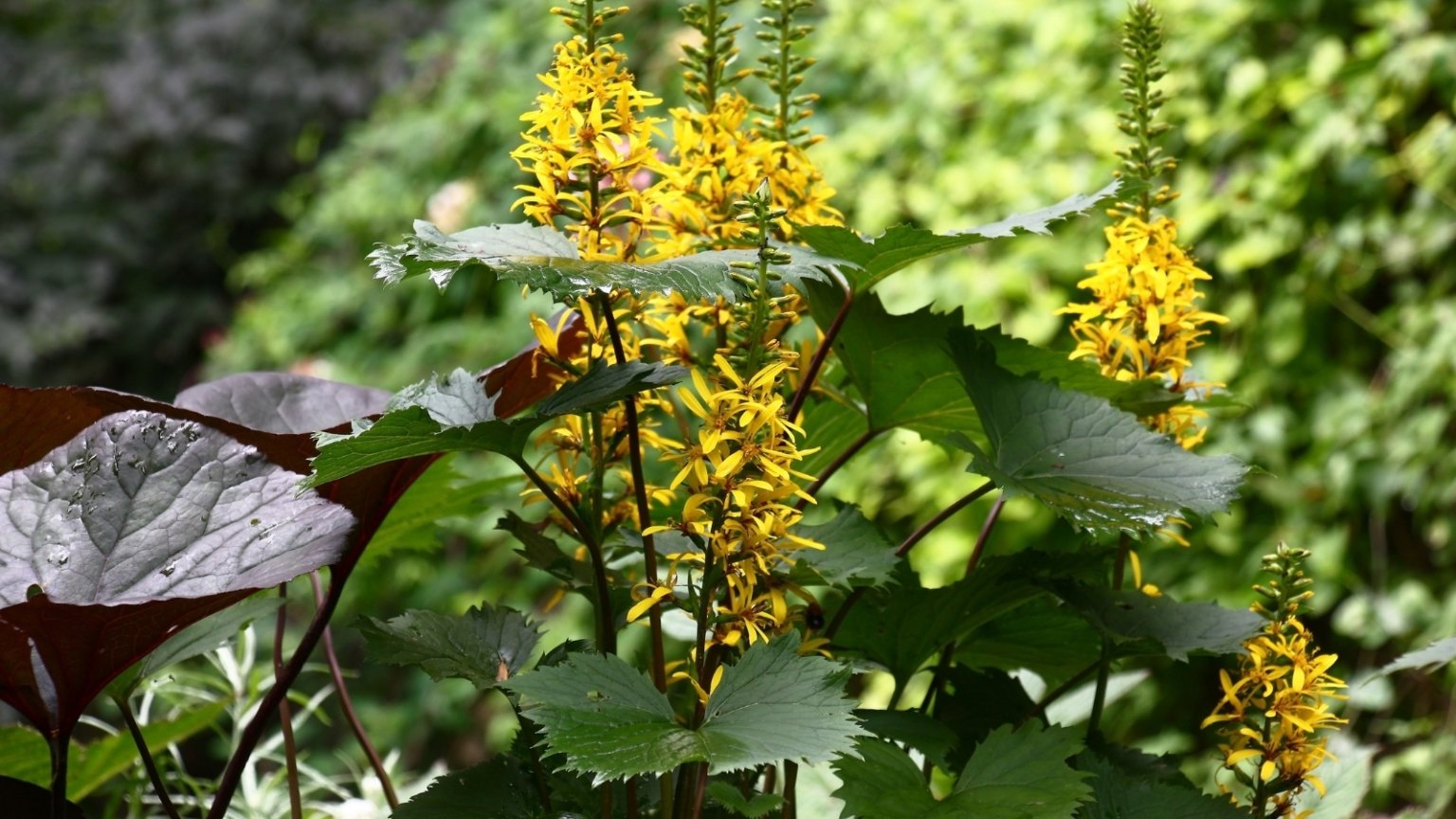 How to Plant, Grow, and Care For Ligularia