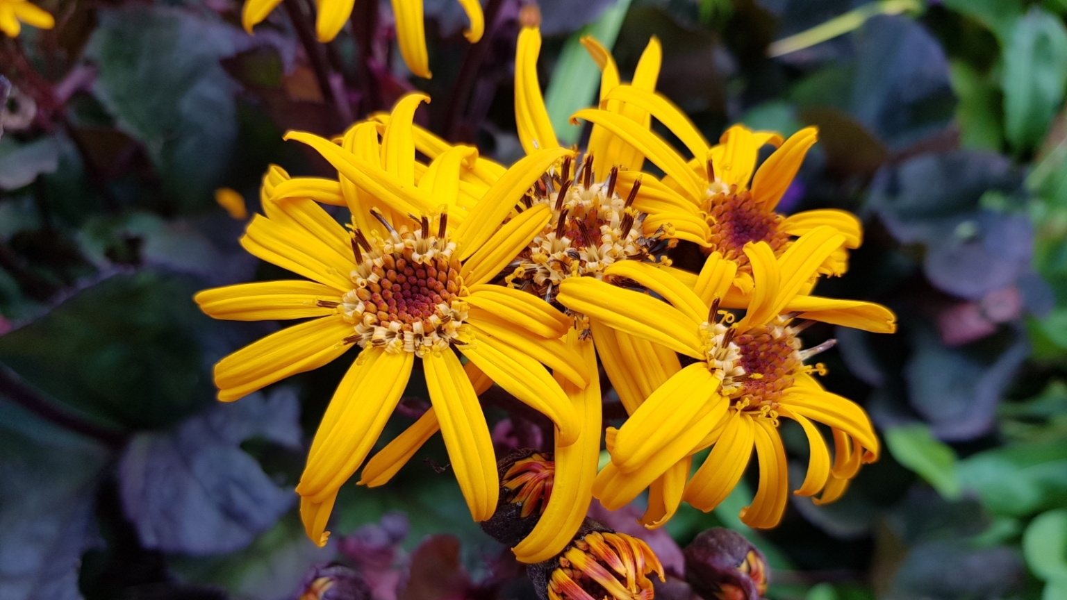 How to Plant, Grow, and Care For Ligularia