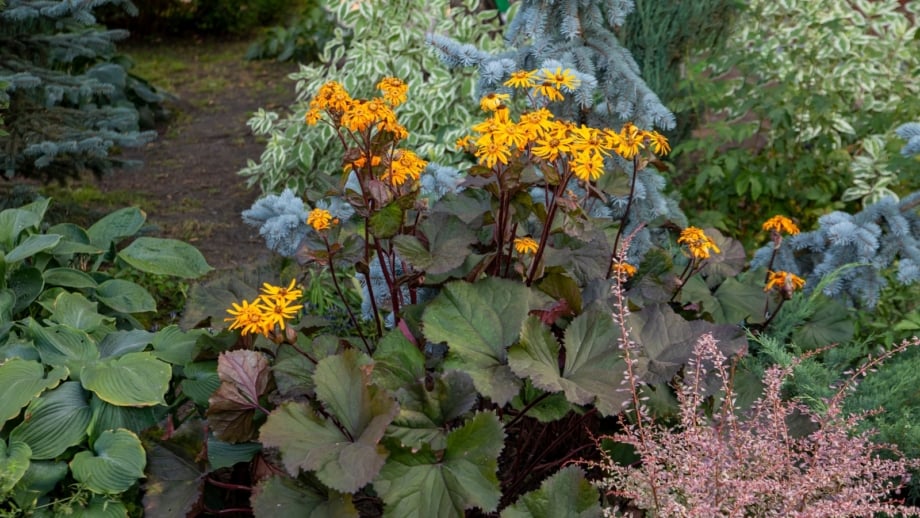 How to Plant, Grow, and Care For Ligularia