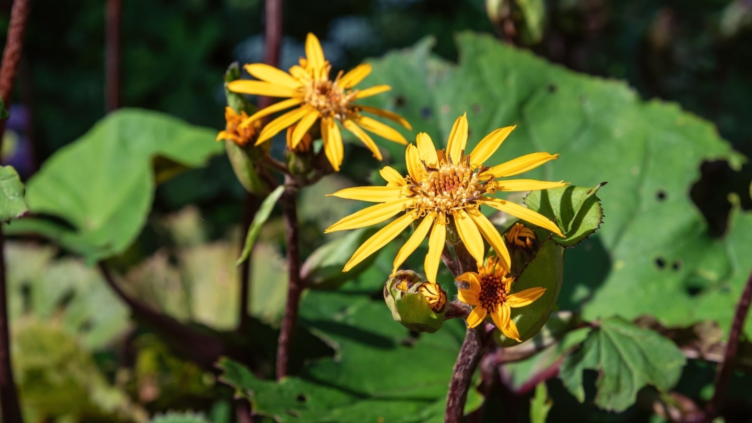 How to Plant, Grow, and Care For Ligularia