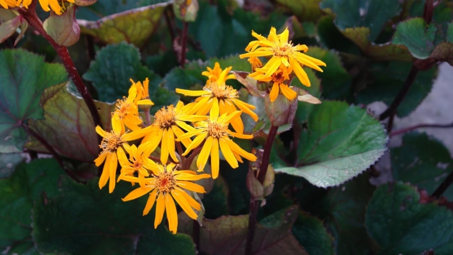 How to Plant, Grow, and Care For Ligularia