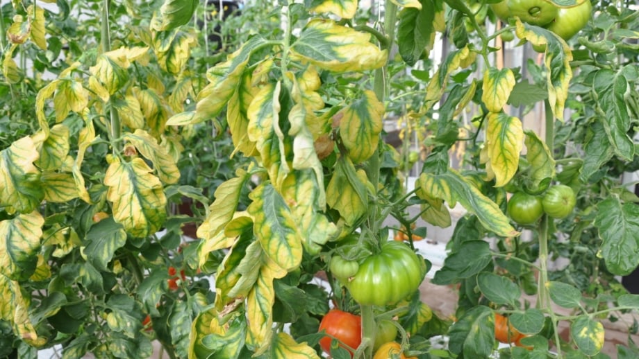 What Is Chlorosis? Treating Iron Deficiency in Plants
