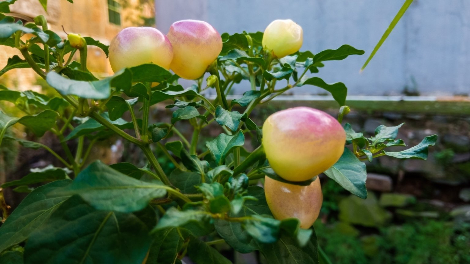 How to Plant, Grow, and Care for Pimiento Peppers