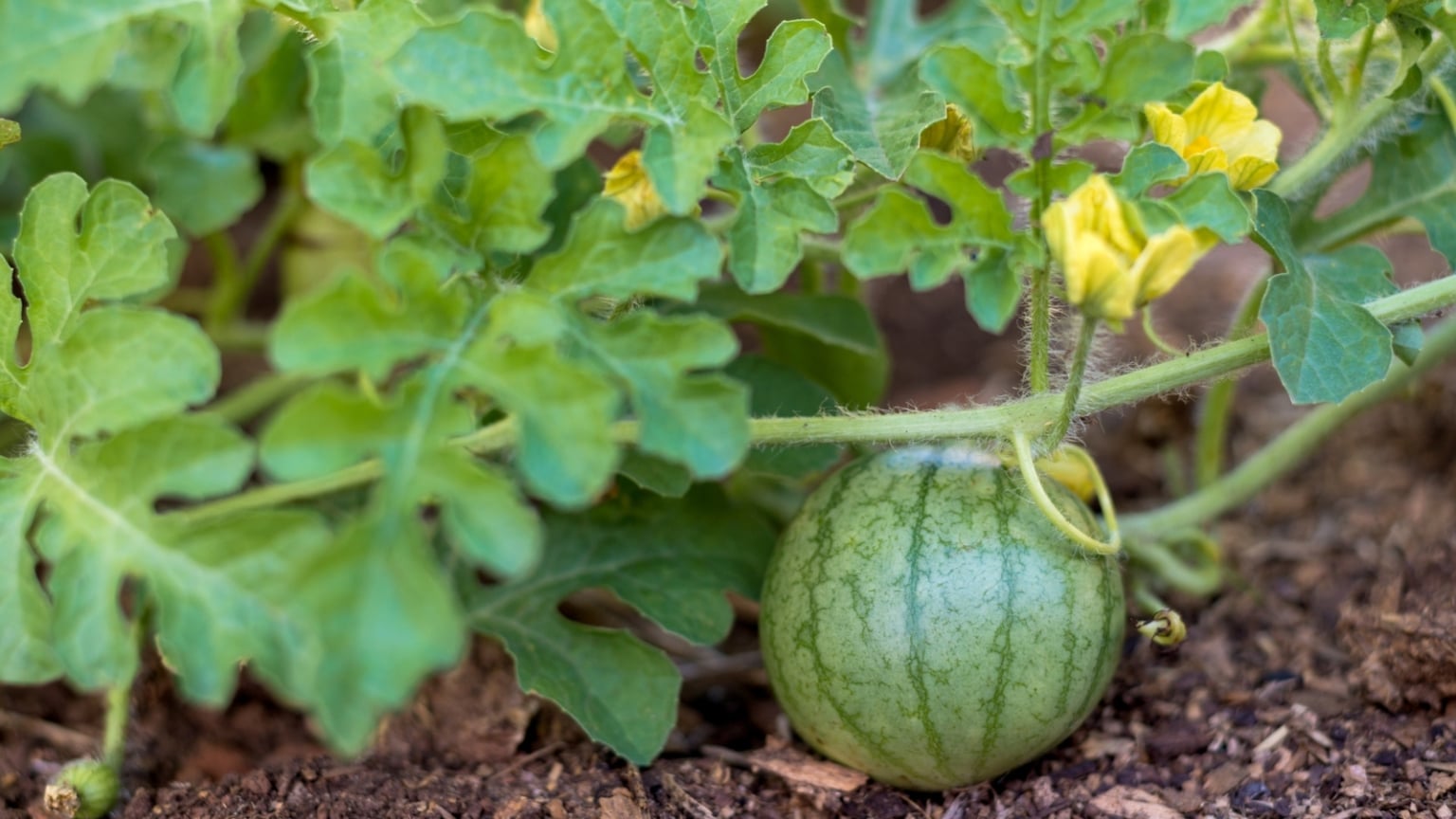 How to Plant, Grow, and Care for 'Sugar Baby' Watermelons