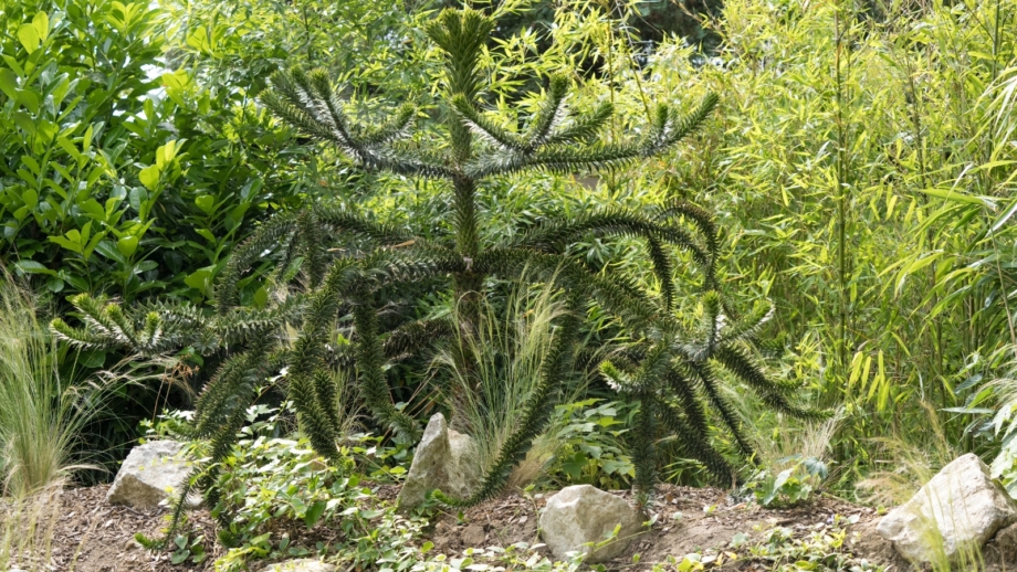 How to Plant, Grow, and Care for Monkey Puzzle Trees
