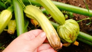 Zucchini Rotting at The Ends: Treating Blossom-End Rot in Zucchini