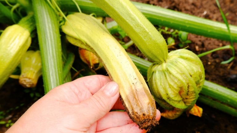 Zucchini Rotting at The Ends: Treating Blossom-End Rot in Zucchini
