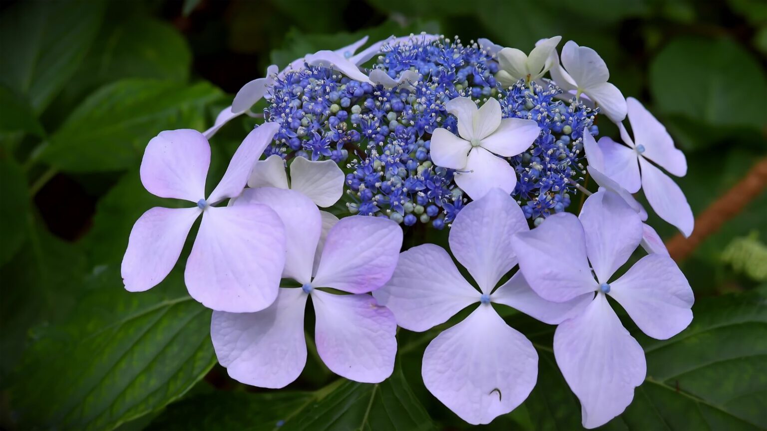 9 Varieties of Cold-Hardy Mountain Hydrangeas for Your Landscape