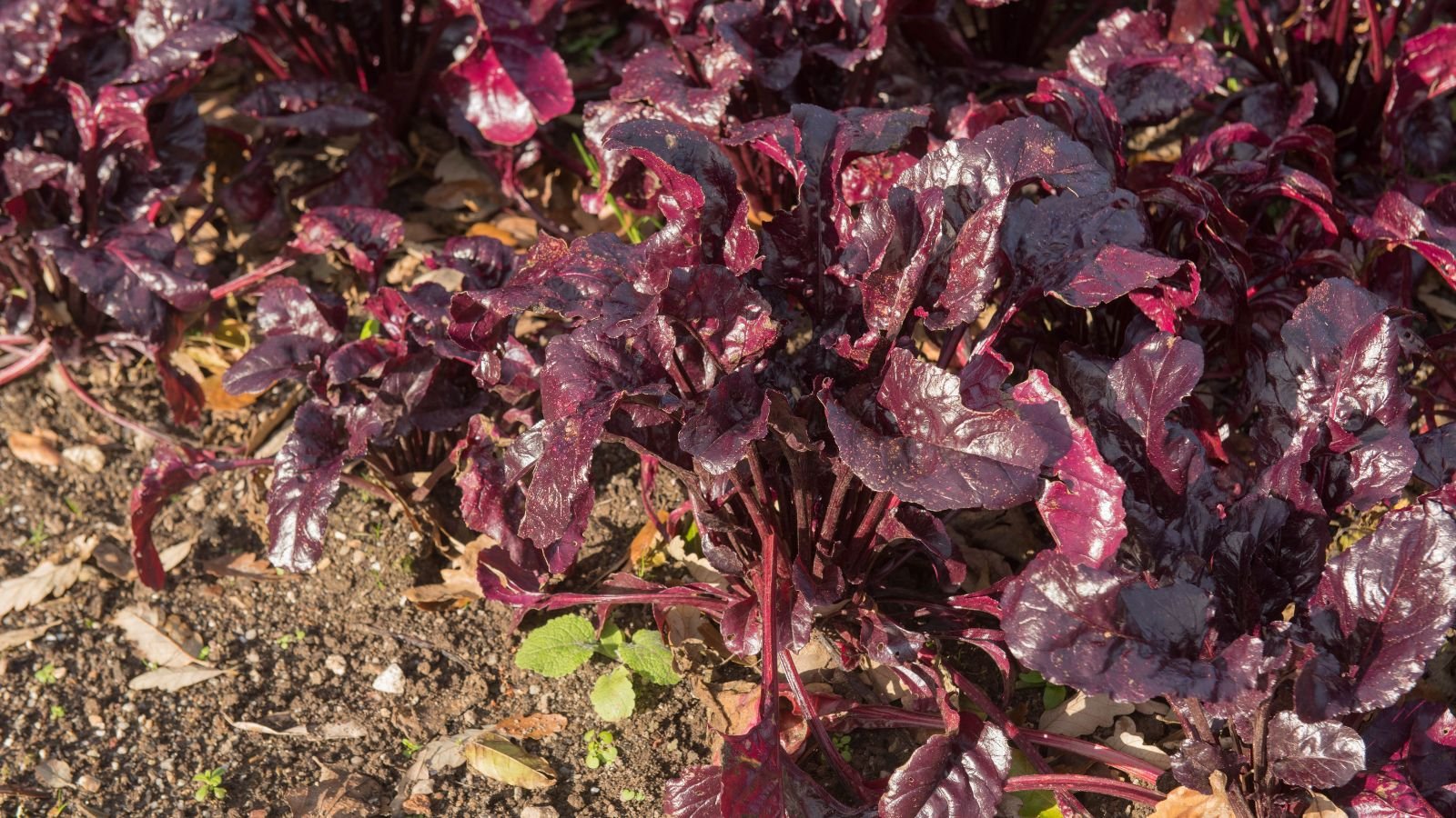 11 Beet Varieties You Can Plant In Fall