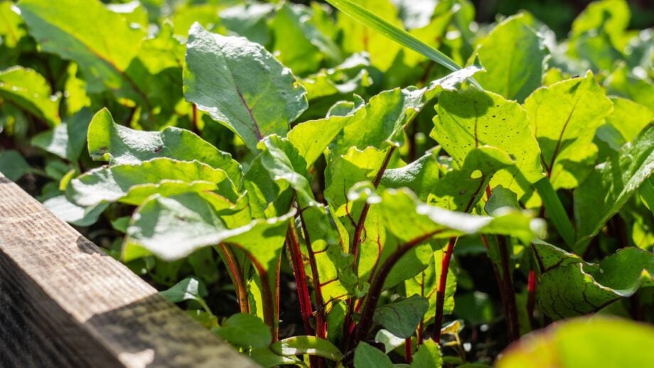 11 Beet Varieties You Can Plant In Fall