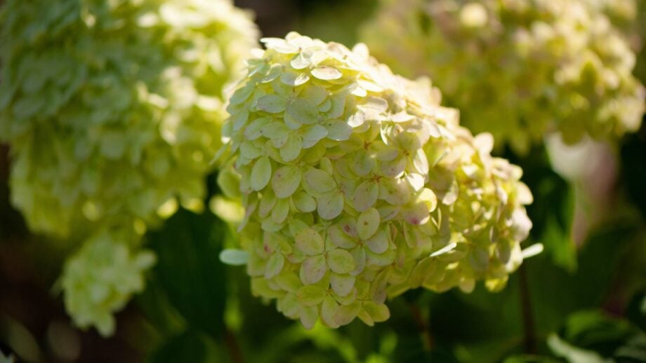 11 Unique Hydrangea Varieties to Plant this Fall