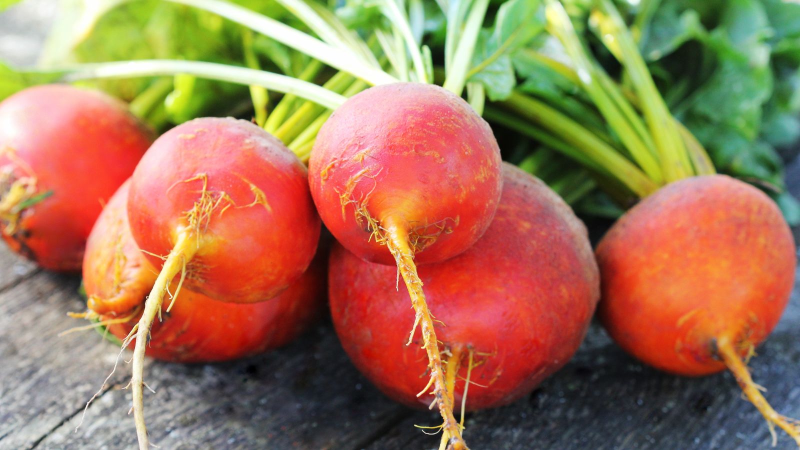 11 Beet Varieties You Can Plant In Fall