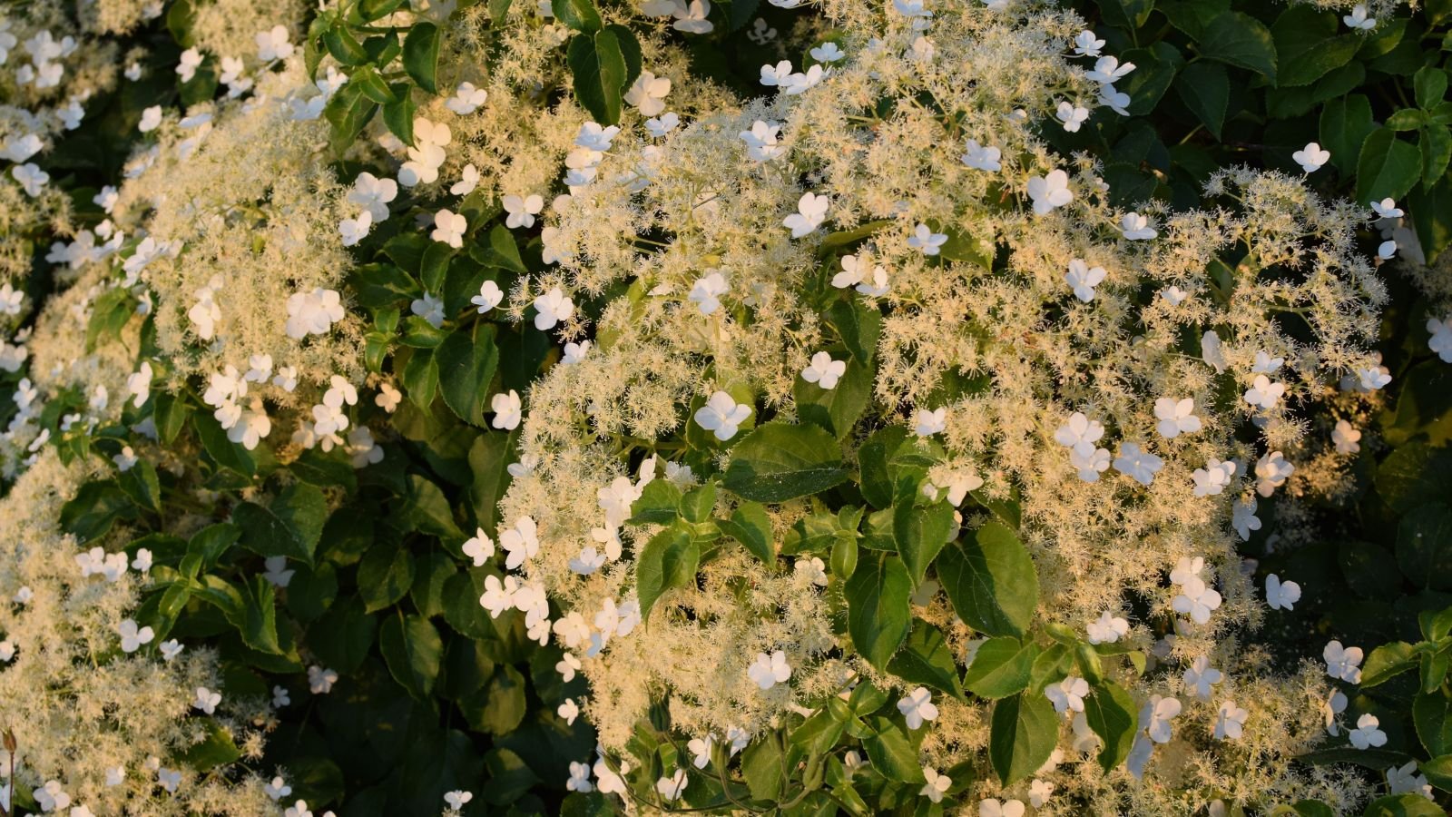 11 Unique Hydrangea Varieties to Plant this Fall