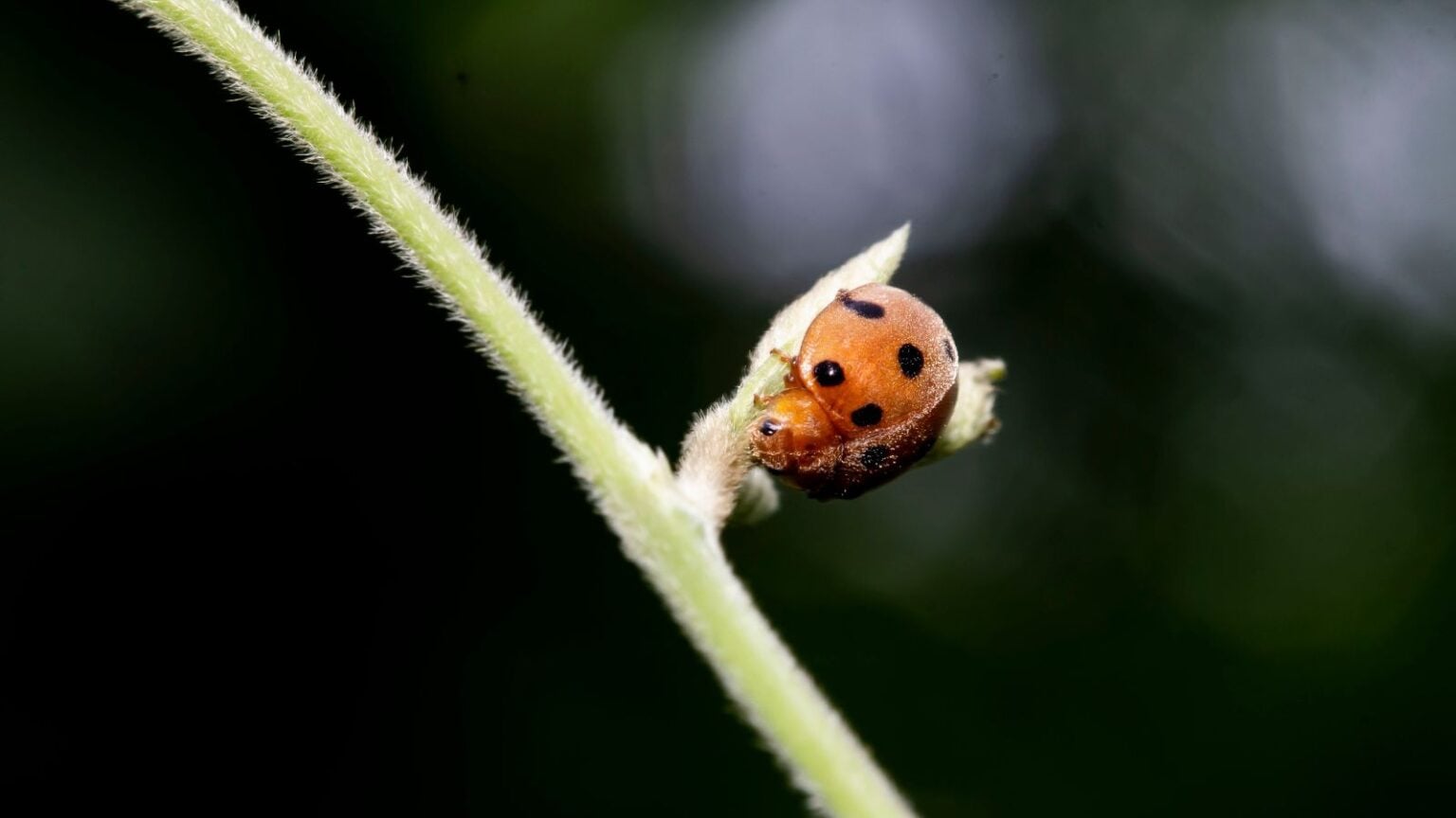 How to Identify and Control Mexican Bean Beetle
