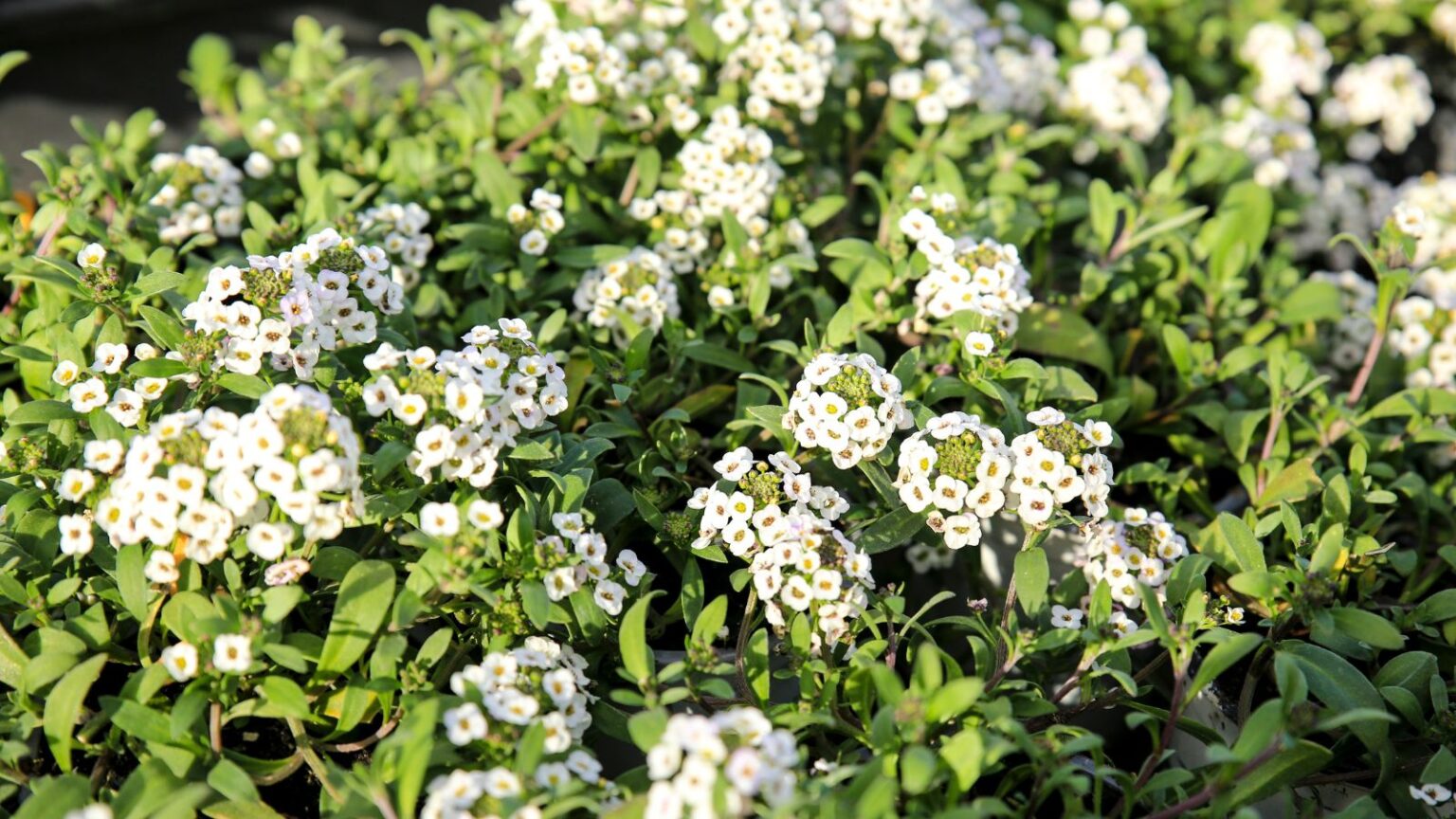 How to Plant, Grow, and Care for Alyssum