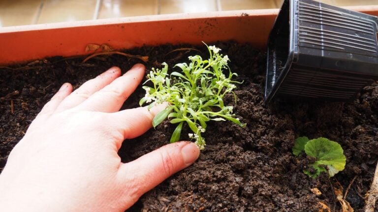 How to Plant, Grow, and Care for Alyssum