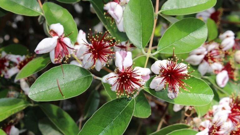How to Plant, Grow, and Care for Pineapple Guava Tree