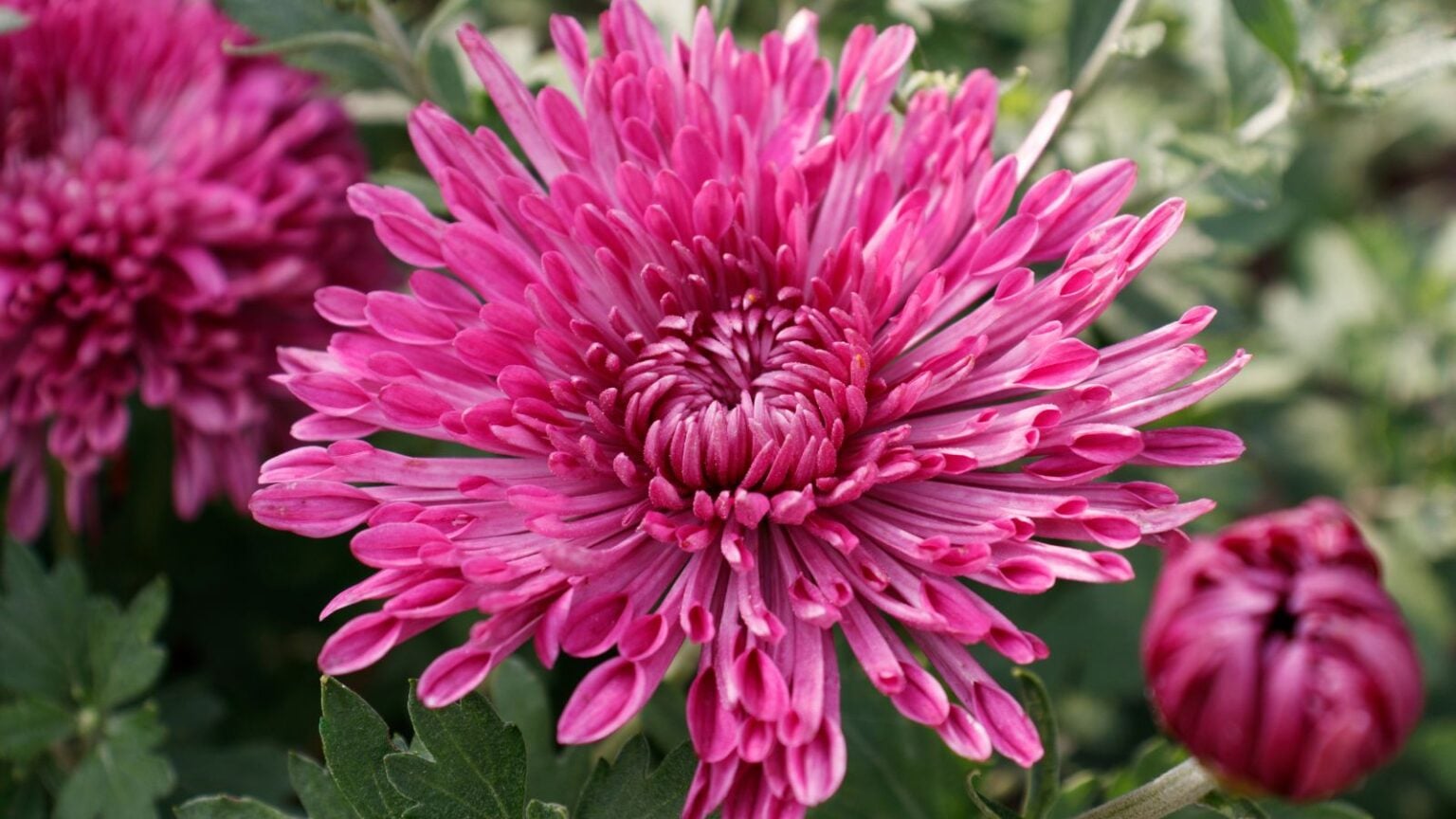 5 Tips for Selecting the Best Mums