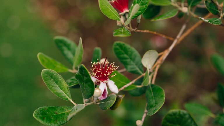 How to Plant, Grow, and Care for Pineapple Guava Tree