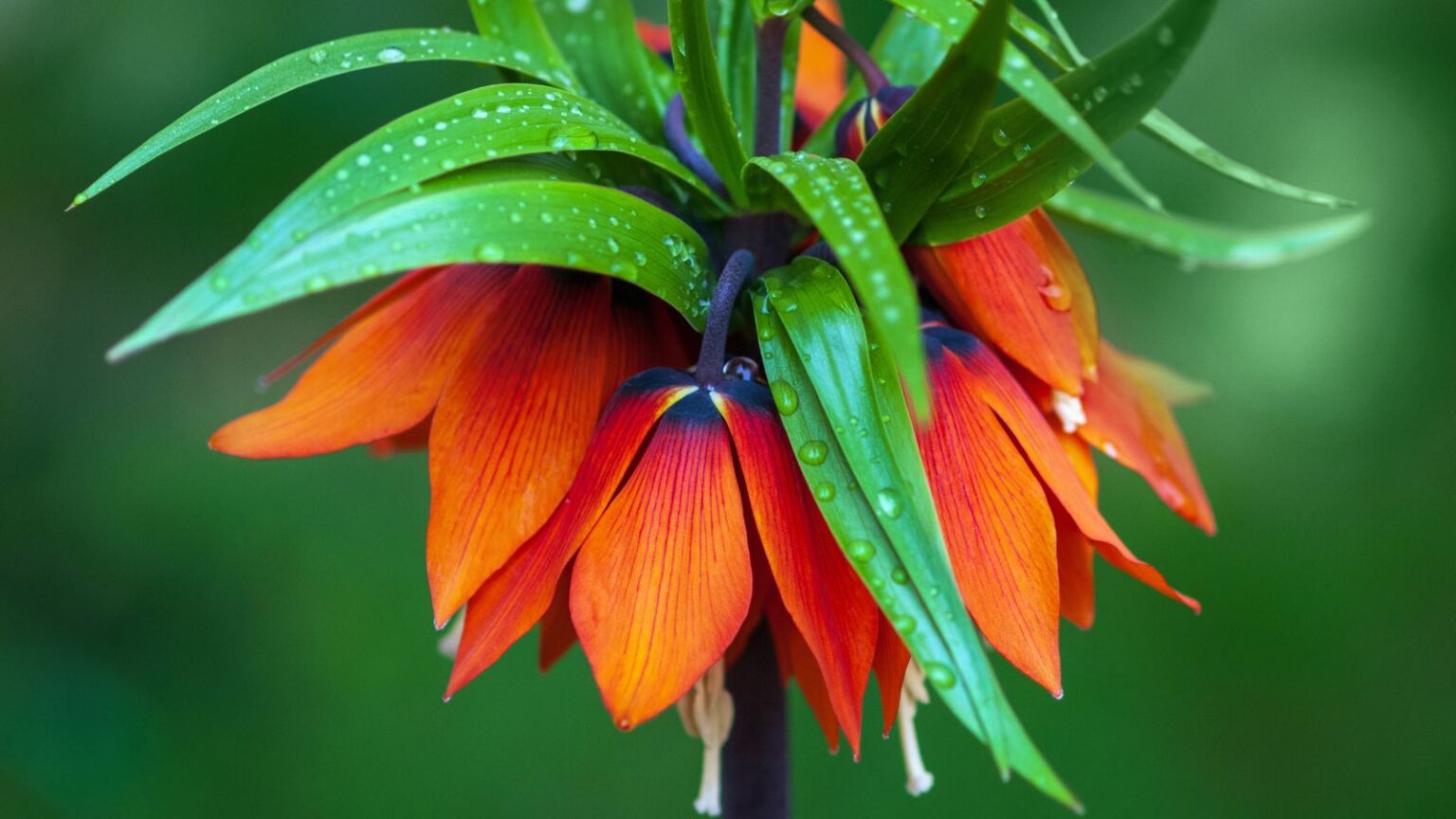 How to Plant, Grow, and Care for Fritillaria Flowers