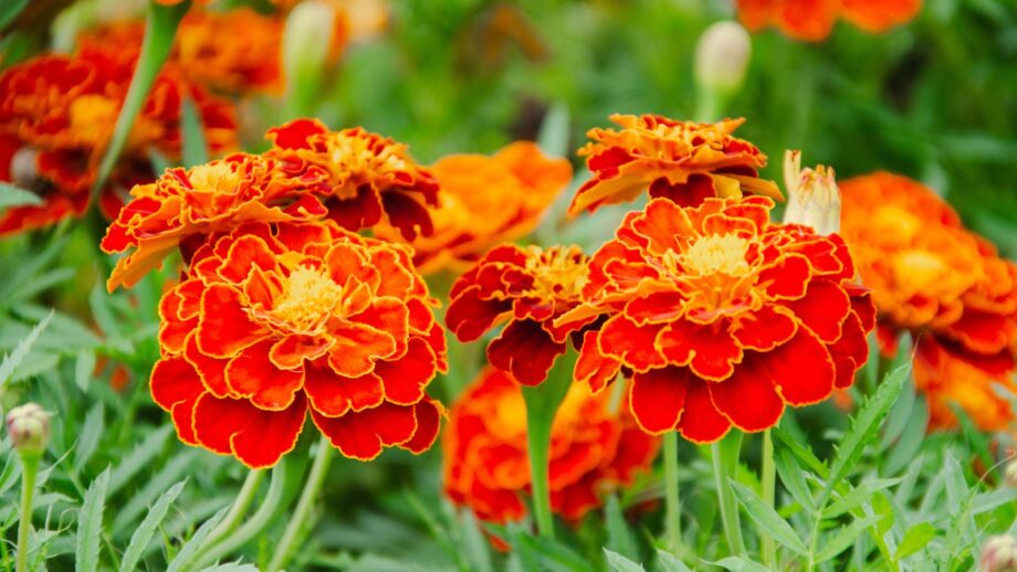 15 Best Flowers You Can Plant in September for Fall Blooms