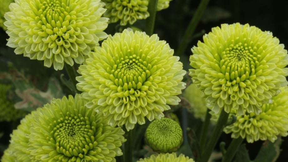 7 Mum Fertilizing Tips for the Best Blooms