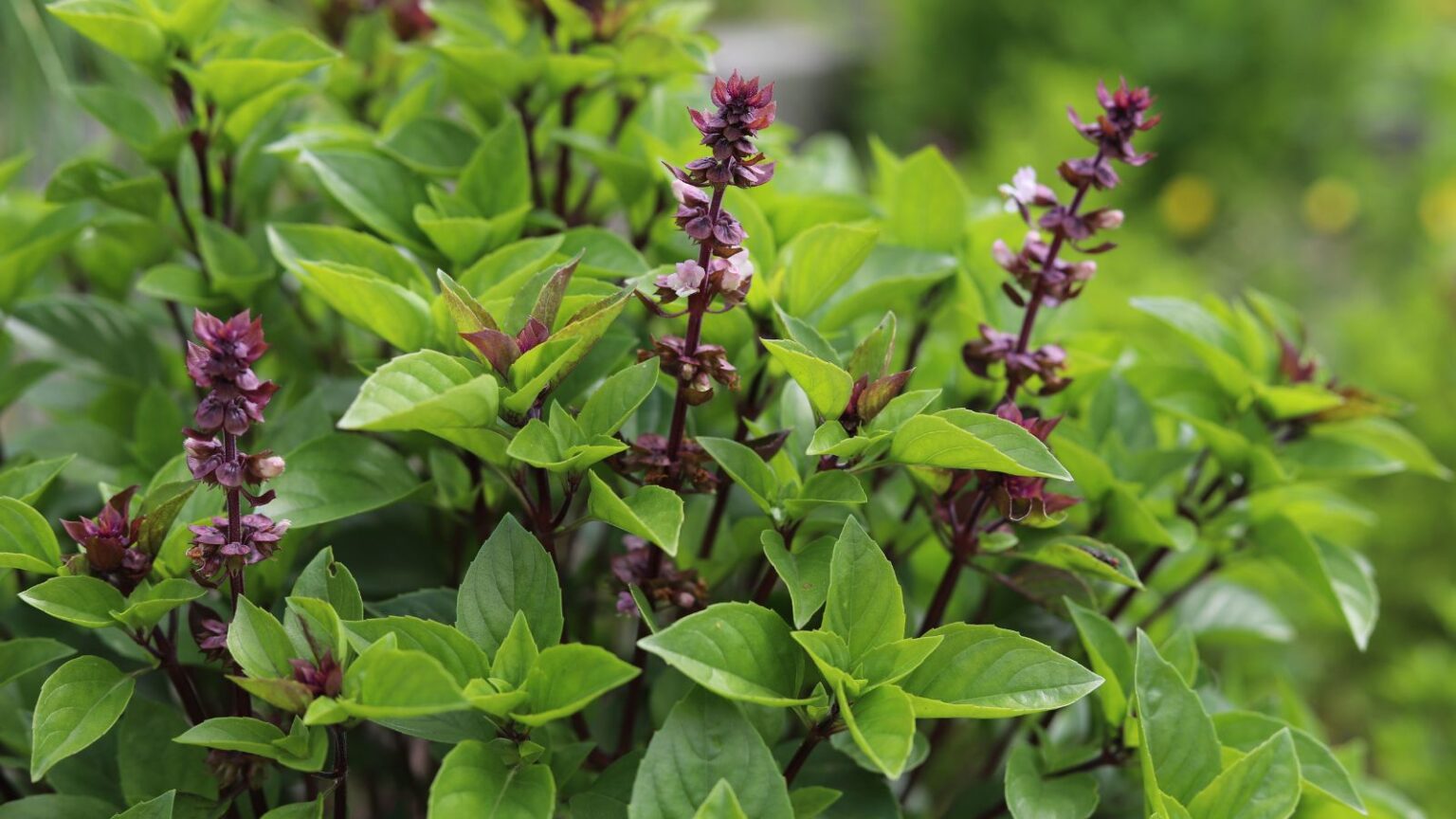 How to Plant, Grow, and Care for Basil