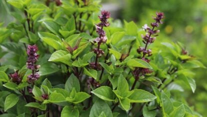How to Plant, Grow, and Care for Basil