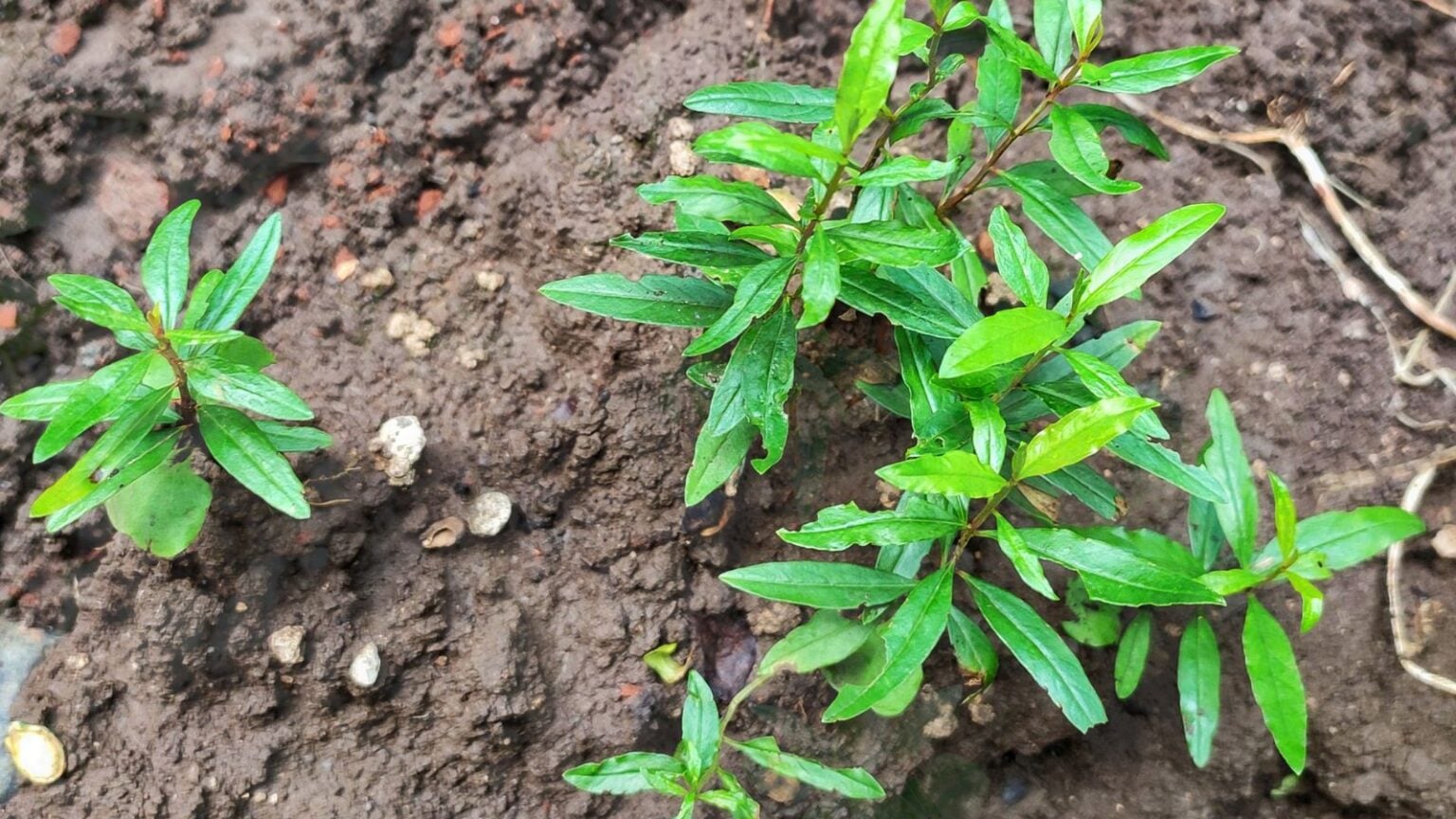 How to Plant, Grow, and Care for Pomegranate Trees