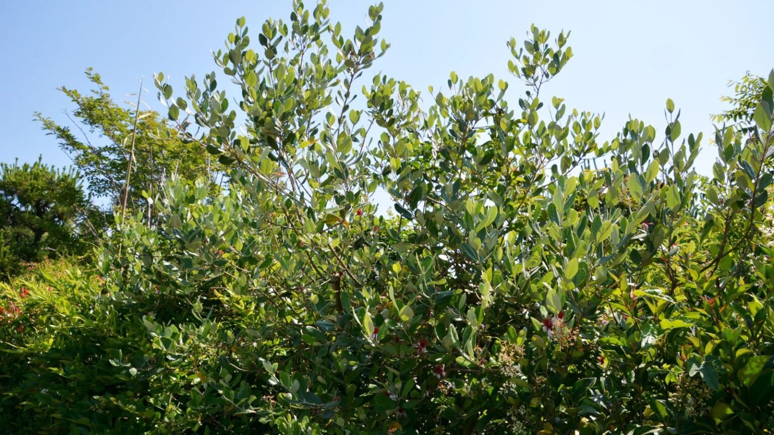 How to Plant, Grow, and Care for Pineapple Guava Tree