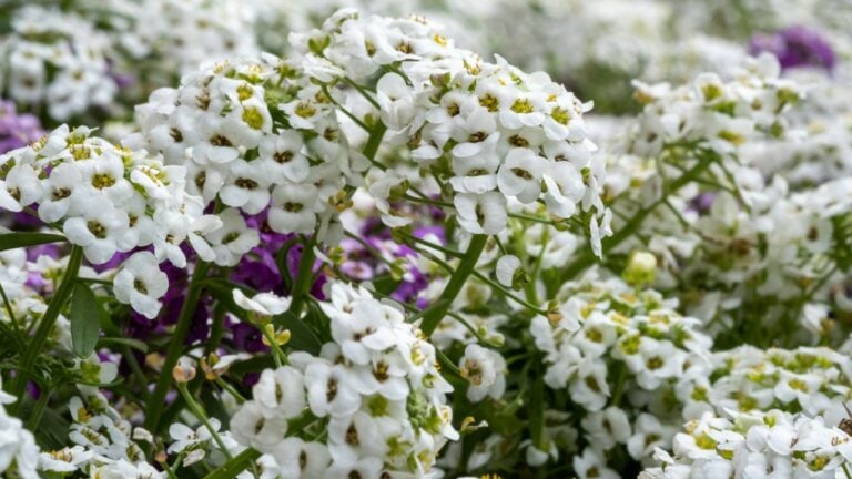 How to Plant, Grow, and Care for Alyssum