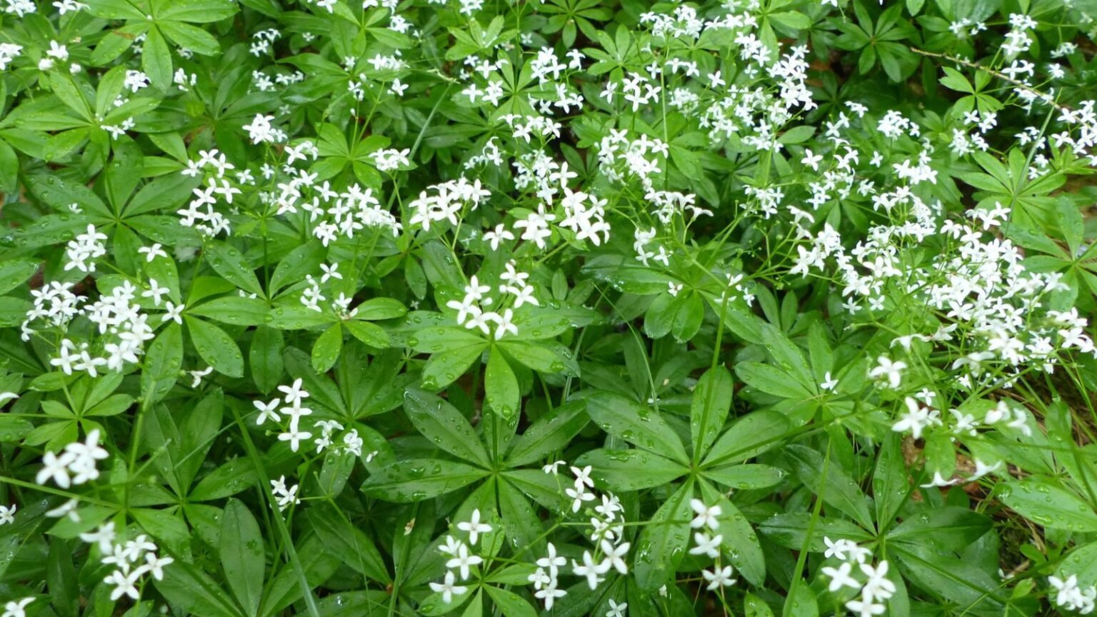 How to Plant, Grow, and Care for Sweet Woodruff
