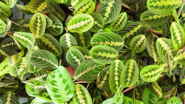 How to Grow, Plant, and Care for Prayer Plants