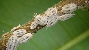 How to Remove and Prevent Mealybugs