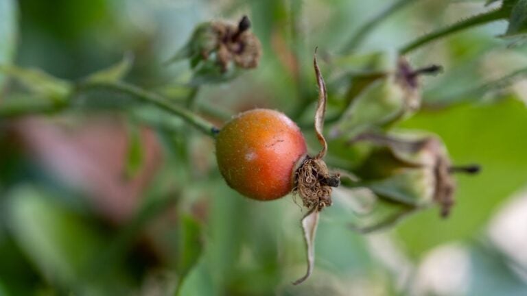 How to Collect and Plant Rose Seeds in 7 Steps
