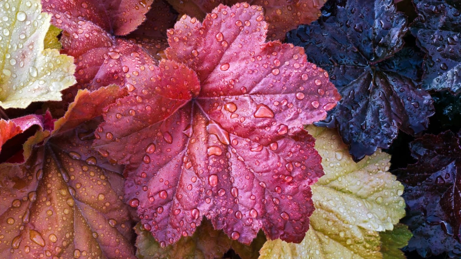 11 Hosta Alternatives For Your Shade Garden