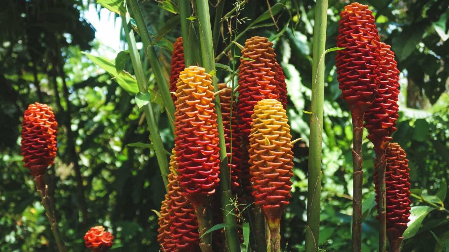 How to Plant, Grow, and Care for Shampoo Ginger