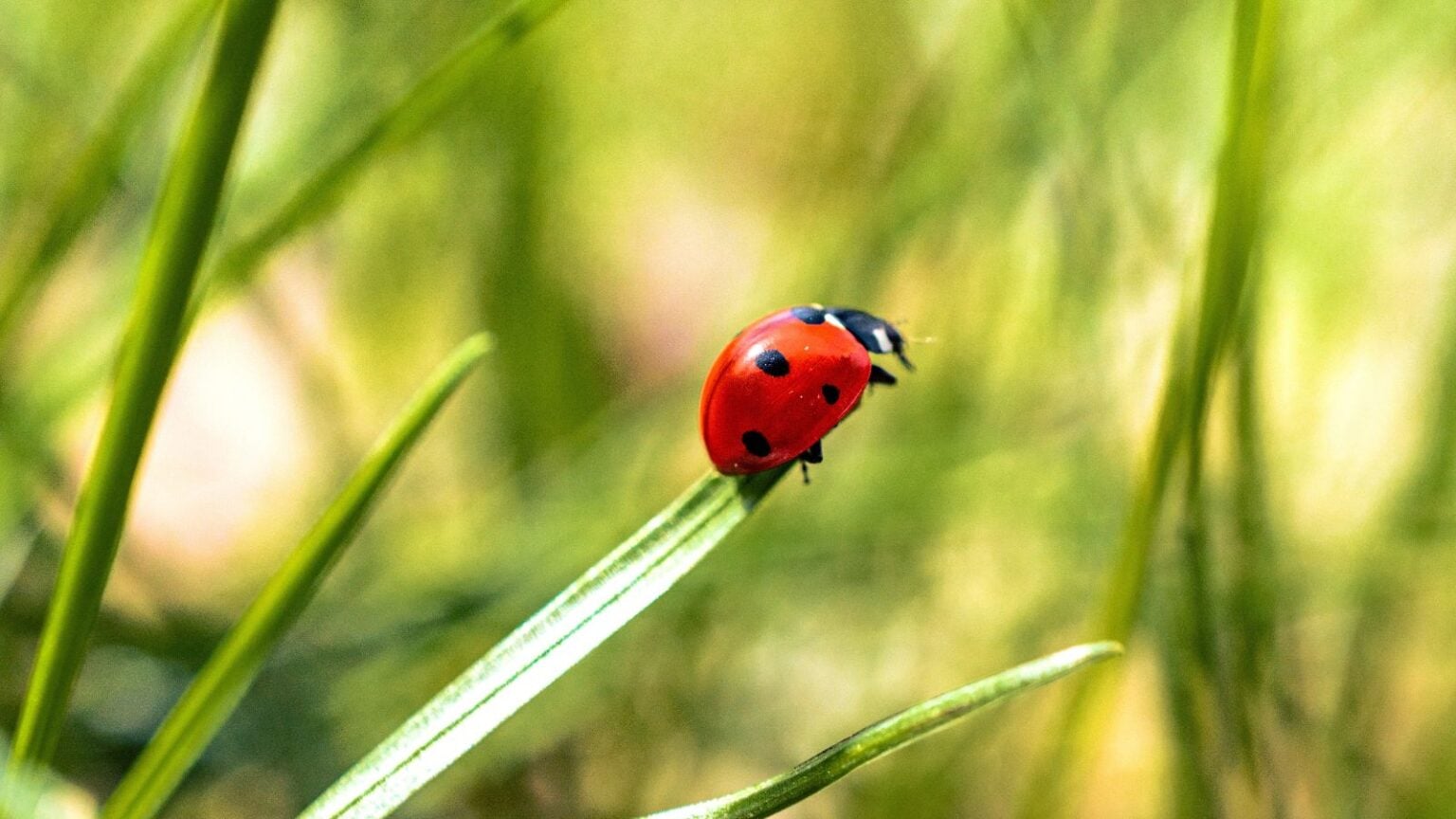 How to Identify and Control Mexican Bean Beetle
