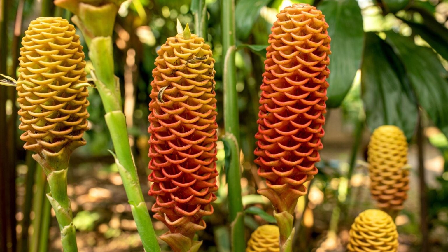 How to Plant, Grow, and Care for Shampoo Ginger