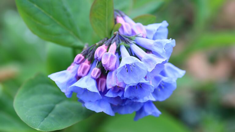 How to Plant, Grow, and Care For Virginia Bluebells