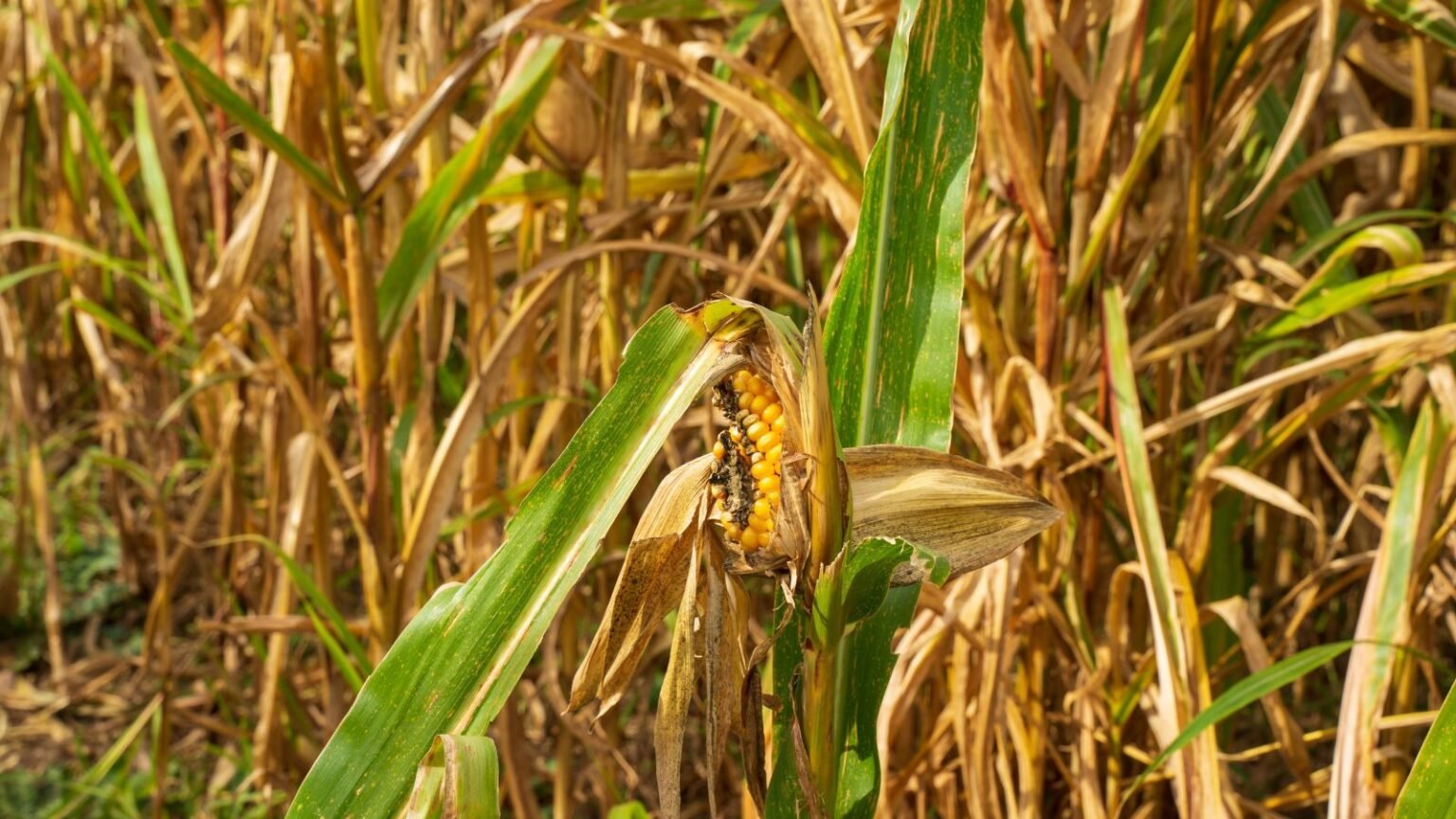 How to Identify, Treat, and Prevent Anthracnose