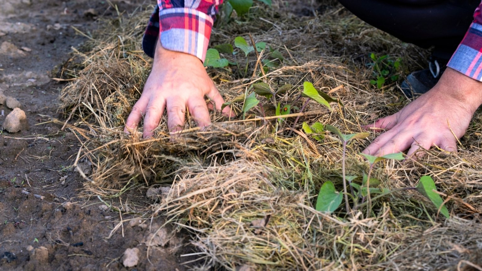 How To Spread Mulch The Right Way