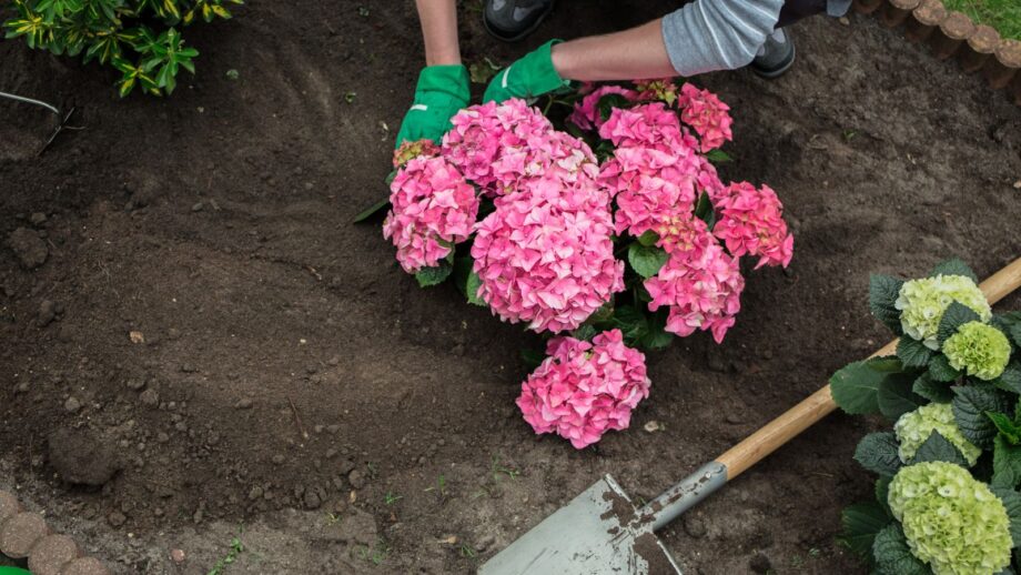 How to Divide Hydrangeas in 6 Simple Steps