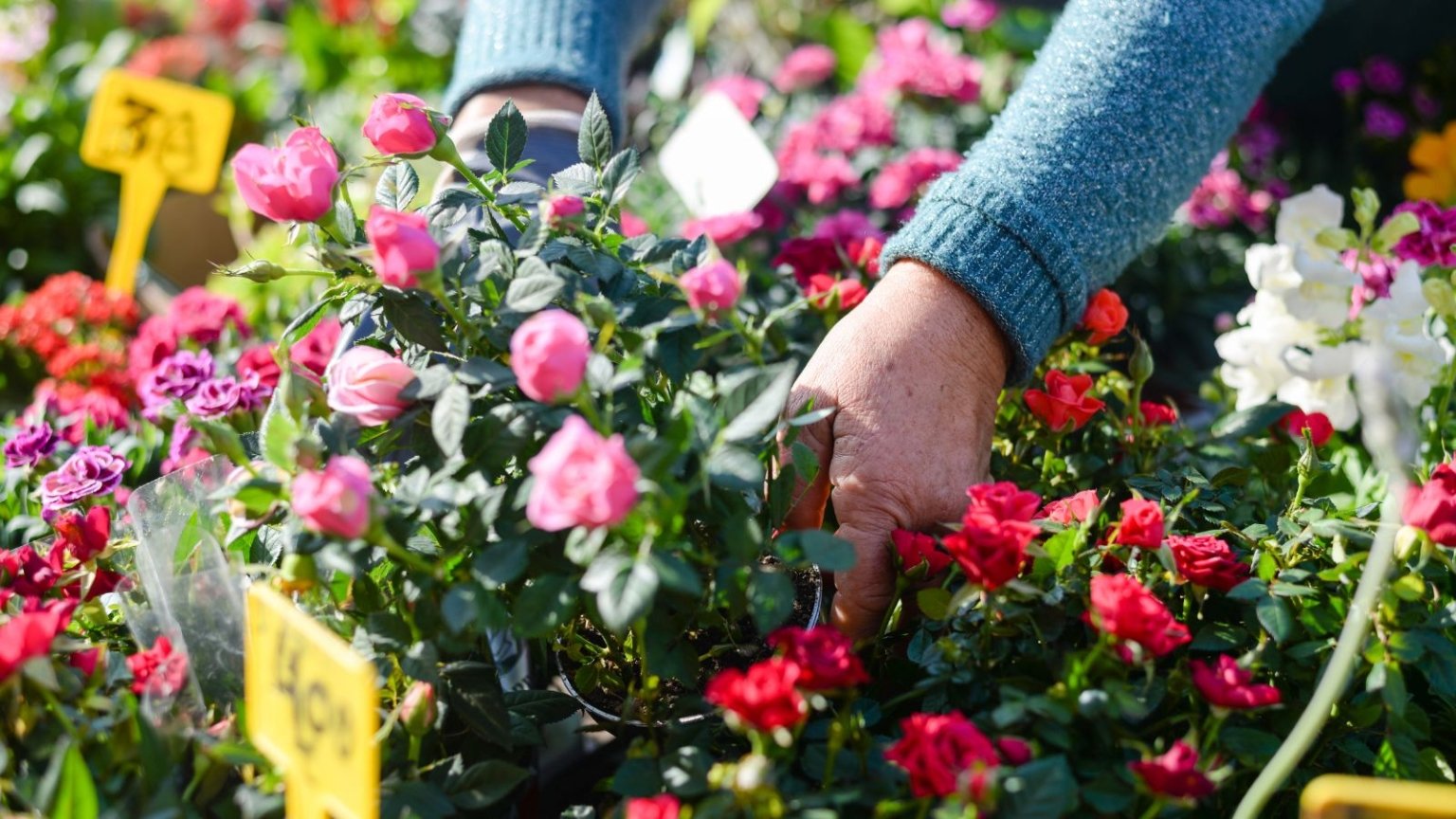 How to Collect and Plant Rose Seeds in 7 Steps