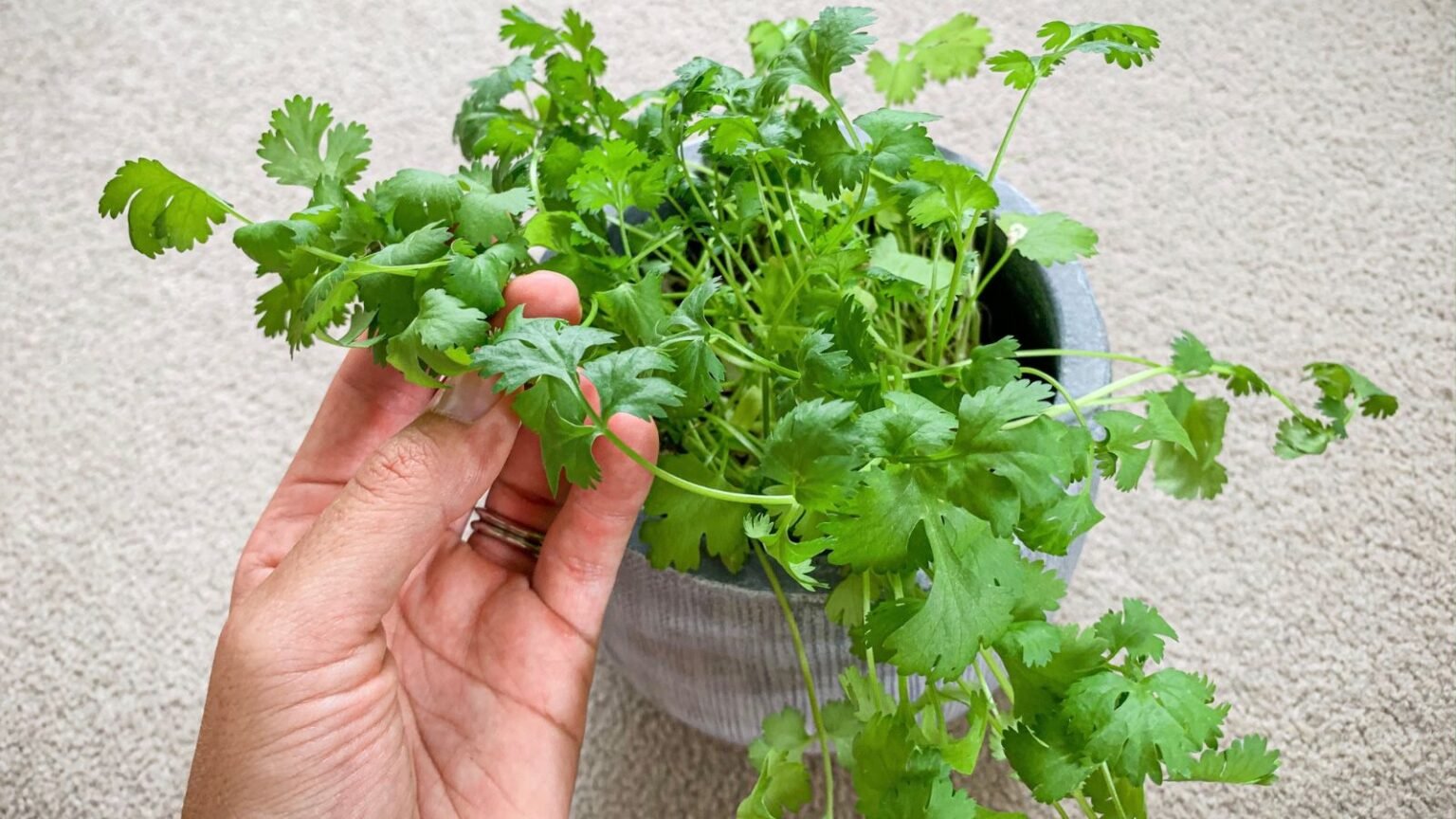How to Grow Cilantro Indoors